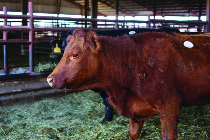 Cattle Auction: Terminology & Tips - Grit